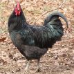 Java Chicken - Breed Profile - Backyard Poultry